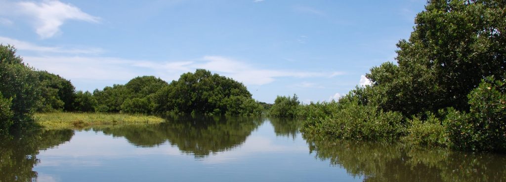 Florida’s Nature Coast Conservancy – Preserving Florida’s Nature Coast